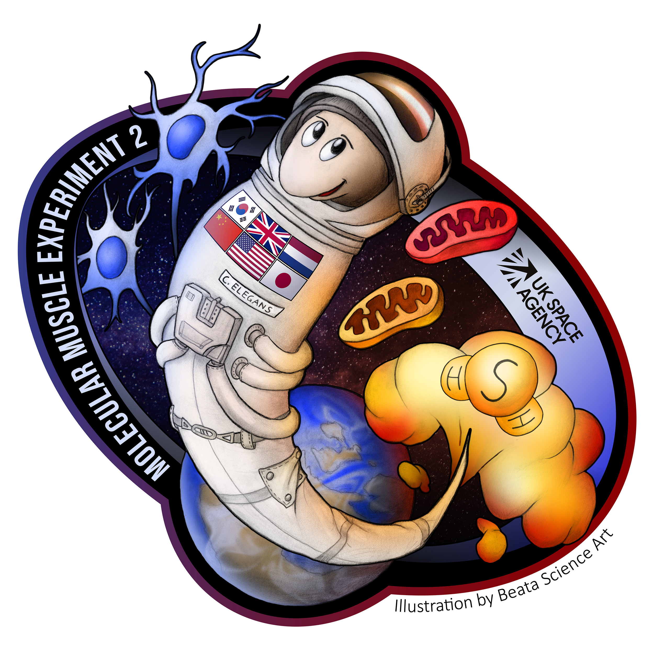 Worms in space: Molecular Muscle Experiment 2 – UK Space Agency blog